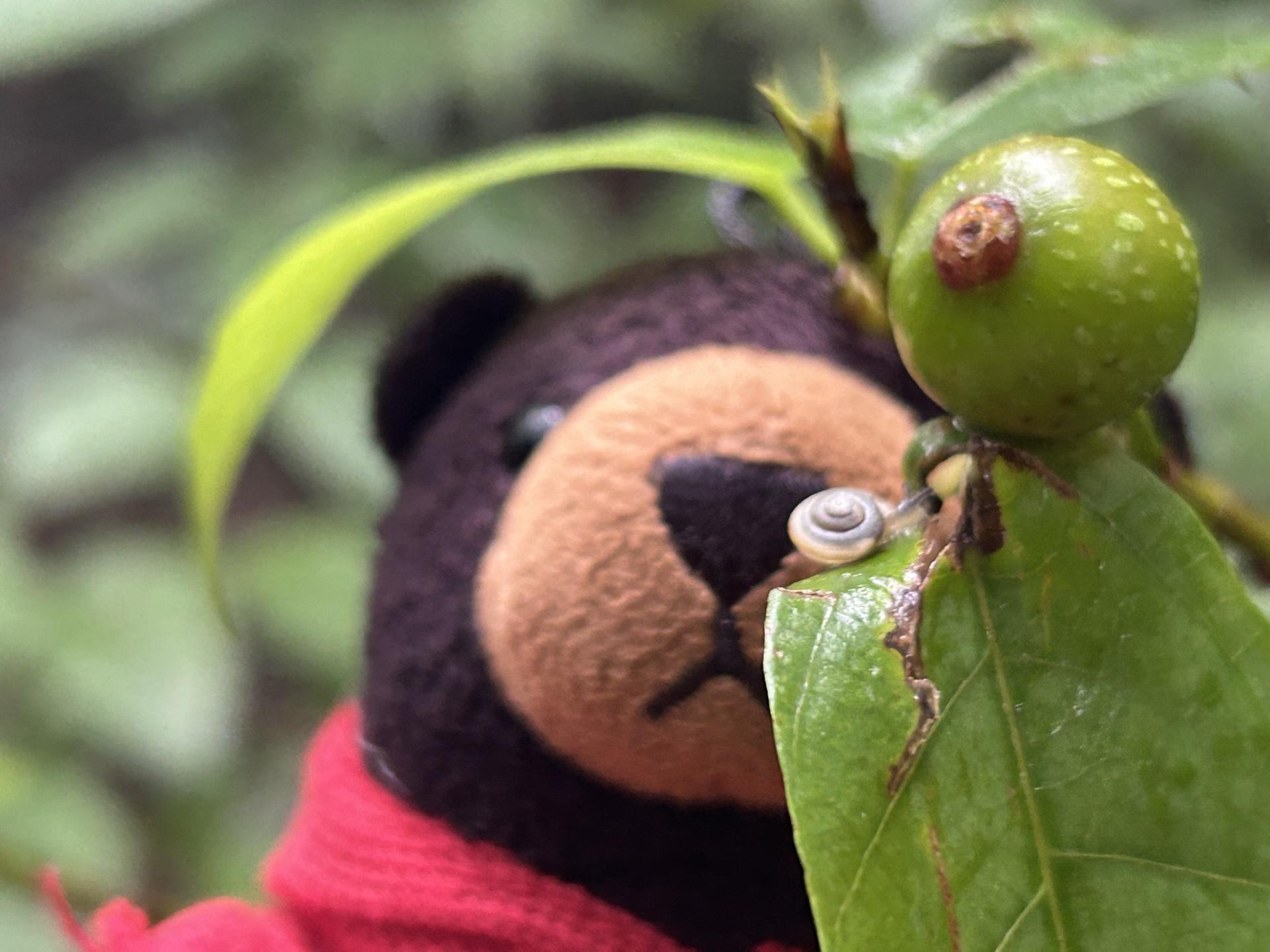 雷雨後の散策((´∀`*))高尾山 / datinさんの九六位山の活動データ | YAMAP / ヤマップ