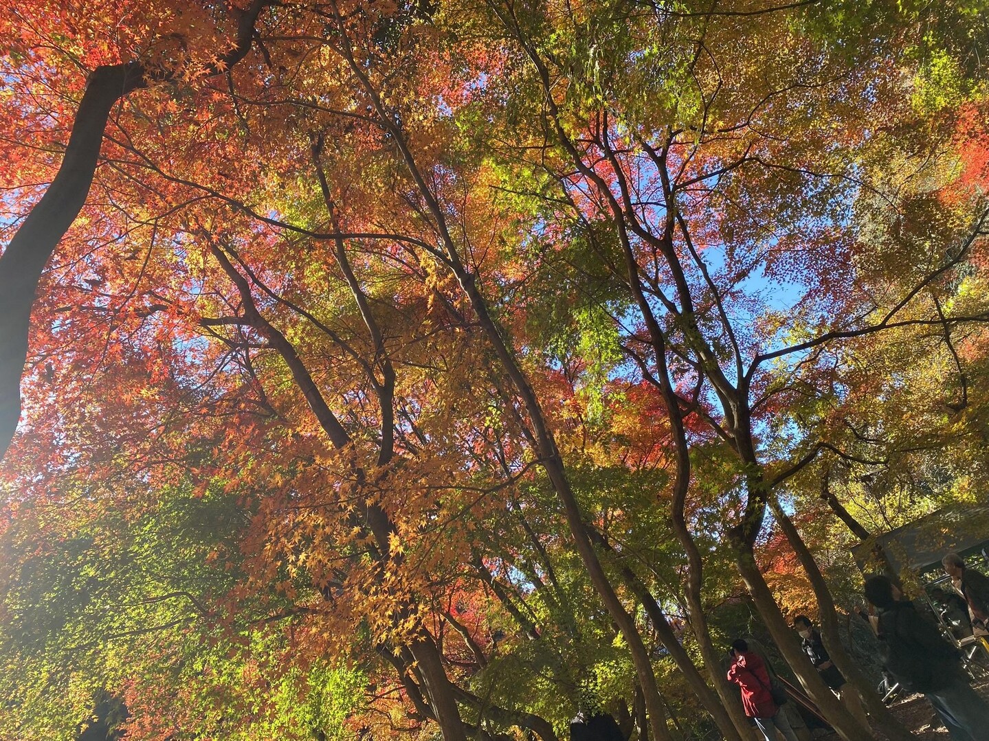 2023/11/25その② 愛岐トンネル... / minaさんのモーメント | YAMAP / ヤマップ