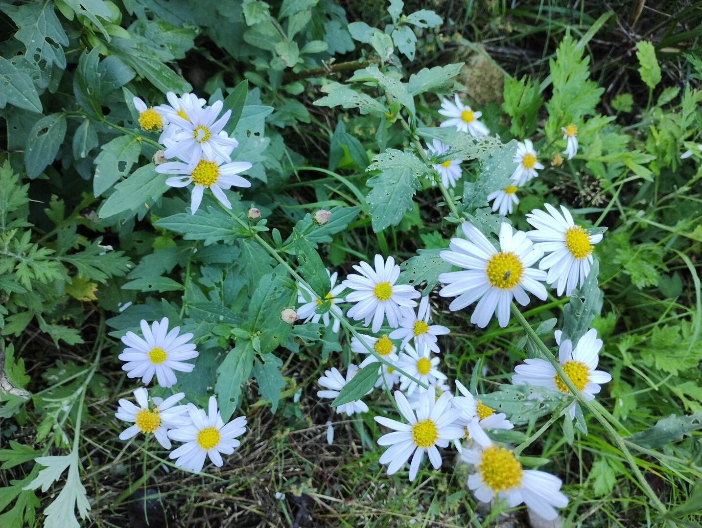 ご案内トレッキング🐒高崎山 / アクアさんの高崎山の活動データ | YAMAP / ヤマップ