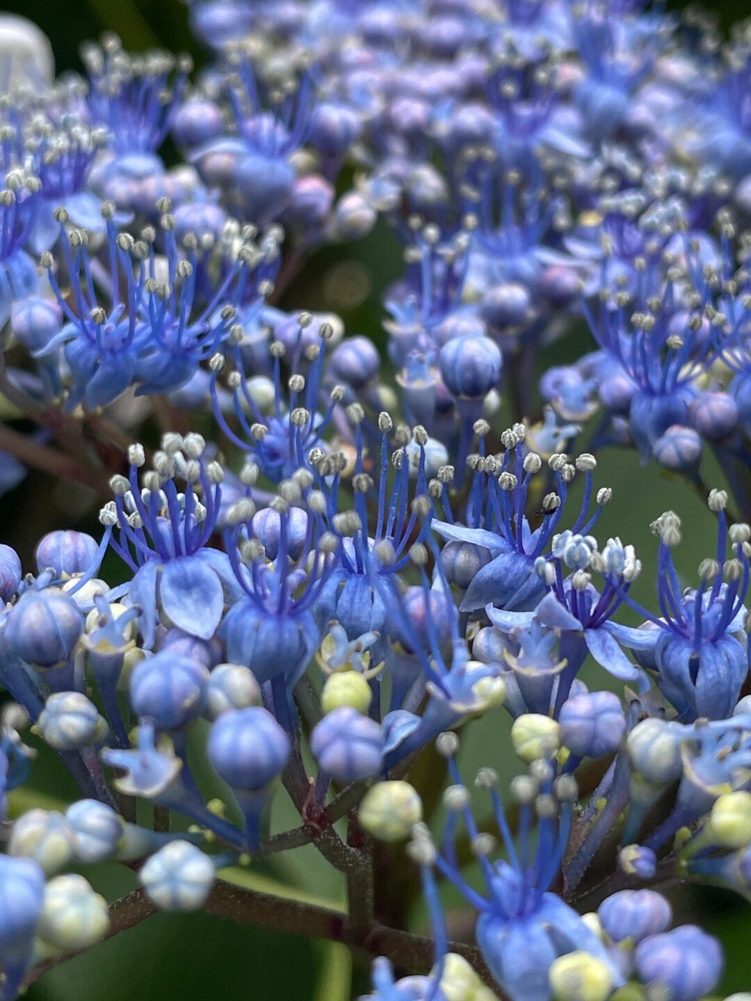 大麻山 / kikiさんの大麻山・天円山の活動データ | YAMAP / ヤマップ