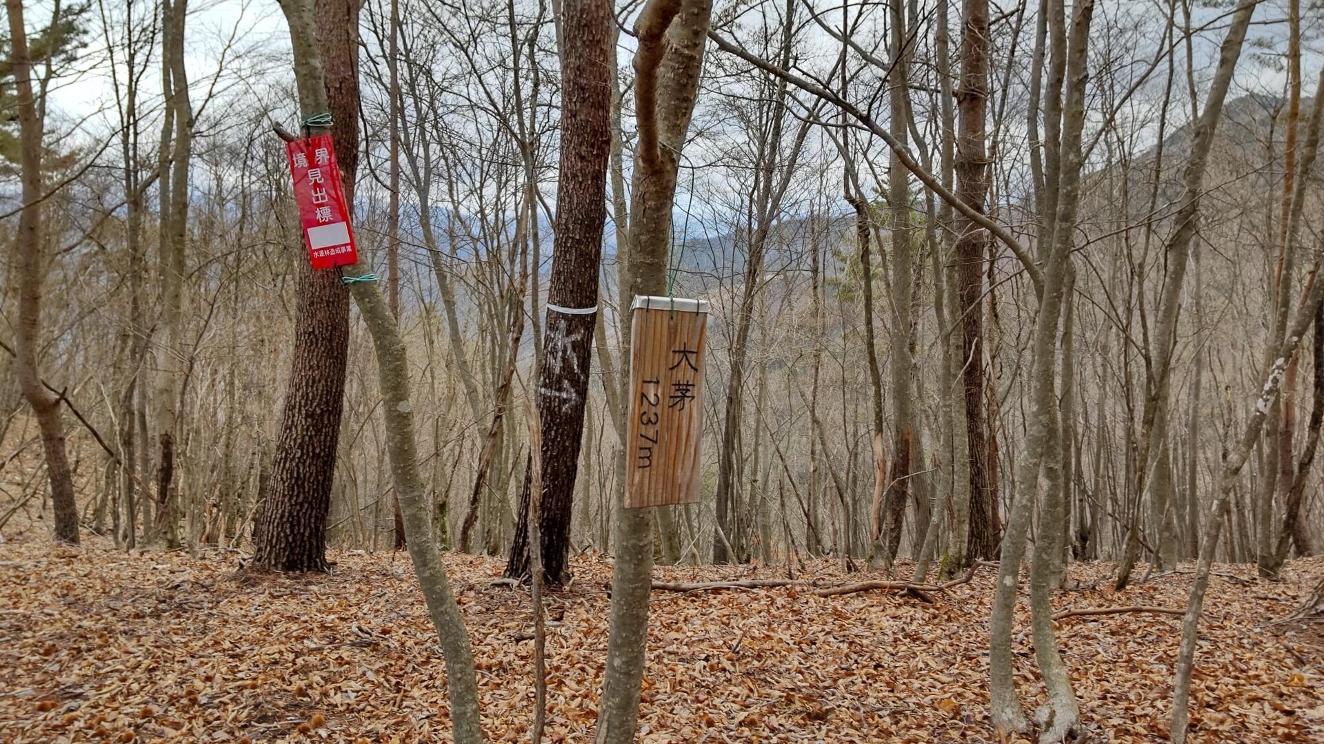 飯尾BS〜大茅尾根〜三頭山〜都民の森BS / 441Mさんの三頭山・槇寄山・土俵岳の活動日記 | YAMAP / ヤマップ