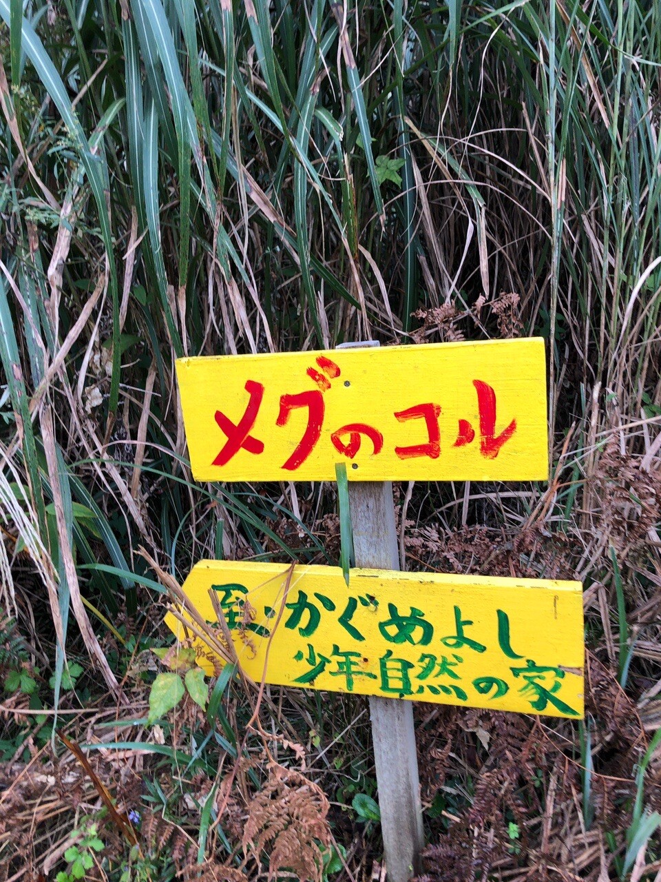 福智山⇄メグのコル / Haku(キノちゃん)さんの福智山・尺岳・雲取山の活動データ | YAMAP / ヤマップ