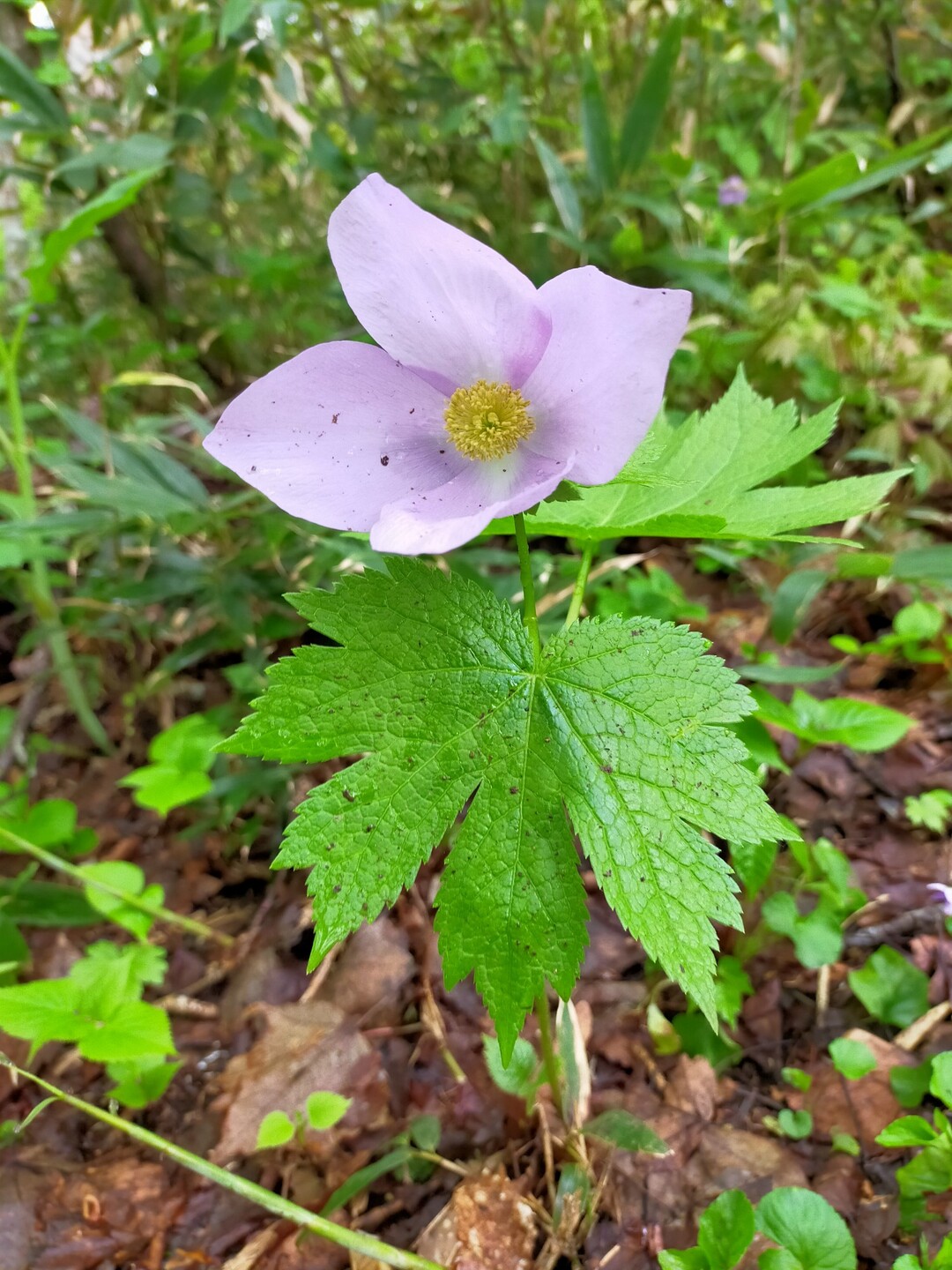 サンカックス レジェンズ / REM84さんの砥石山・青山の活動データ | YAMAP / ヤマップ