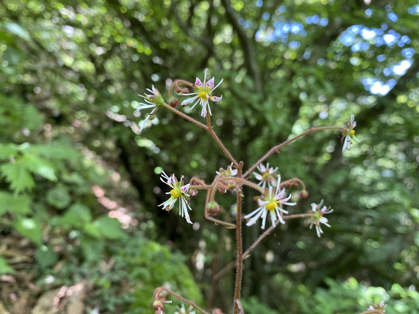 恒例のホシザキユキノシタ観賞に筑波山へ出... / mayuminさんのモーメント | YAMAP / ヤマップ