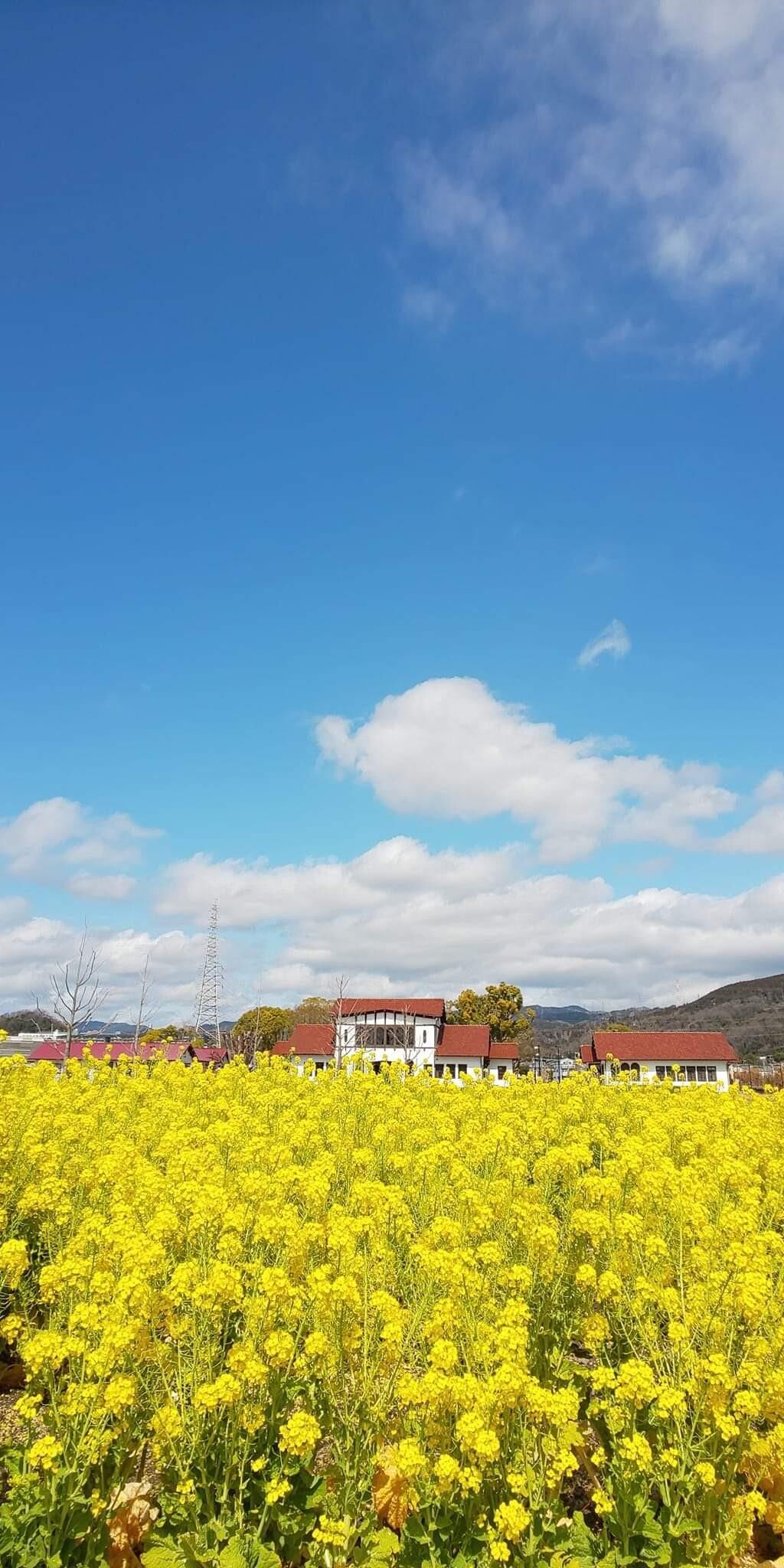 4月中旬から5月GWのお散歩(遠くに行か... / Yulÿさんのモーメント | YAMAP / ヤマップ