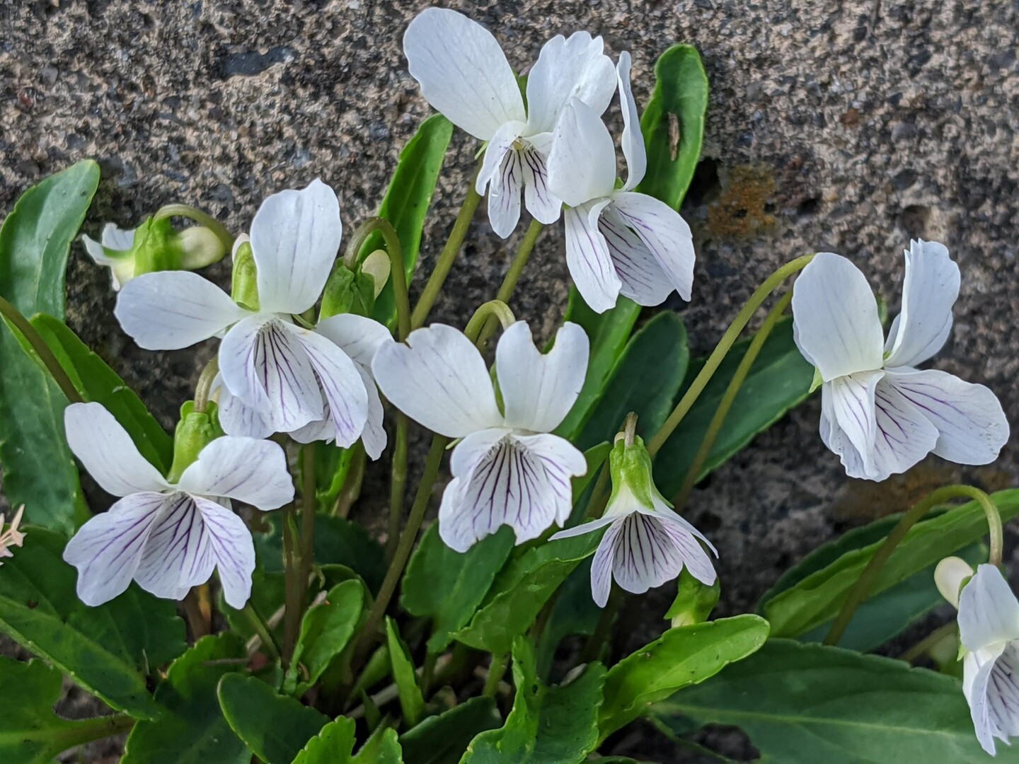 アリアケスミレとマルバスミレ 現段階で... / YOLOさんのモーメント | YAMAP / ヤマップ