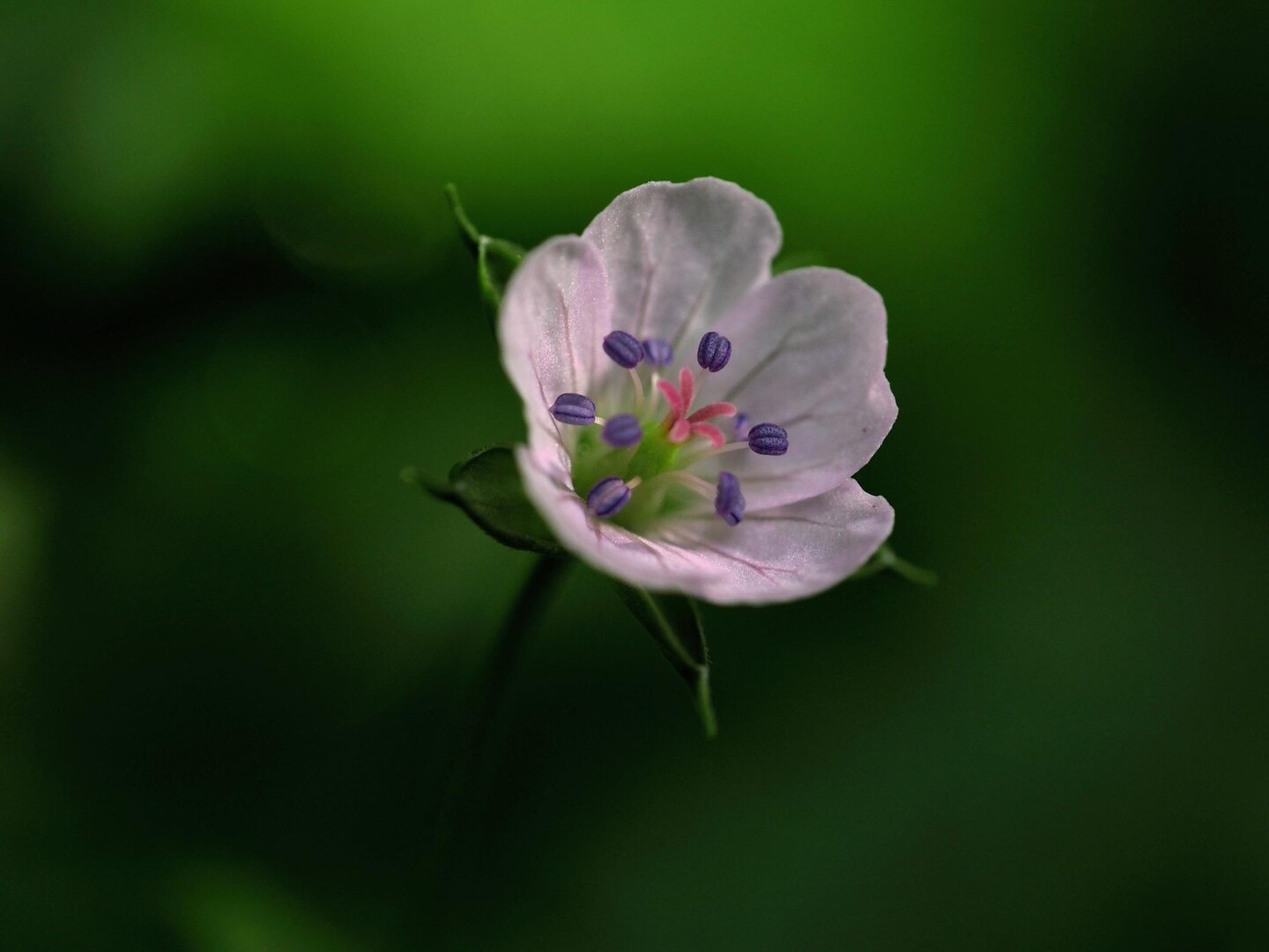 noriGさんのレポ見て長官山へ / rucolaさんの馬追丘陵・長官山・瀞台（馬追山）の活動データ | YAMAP / ヤマップ
