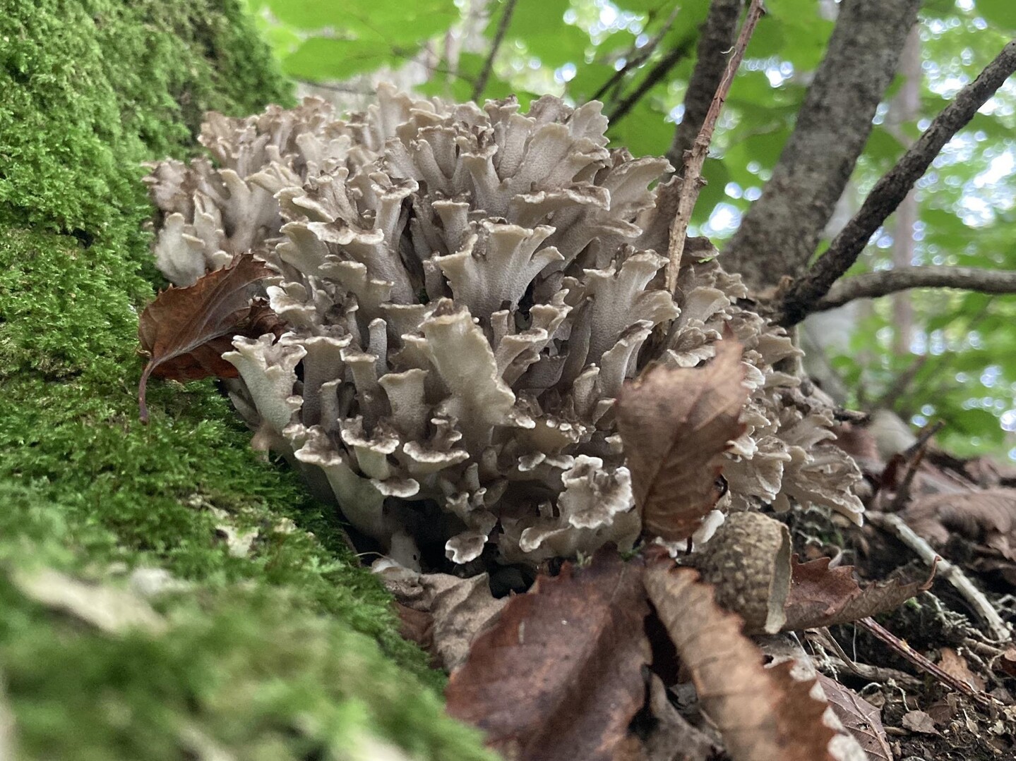 キノコ狩り🍄2023② 今年はなかなか... / taka.run-skiさんのモーメント | YAMAP / ヤマップ