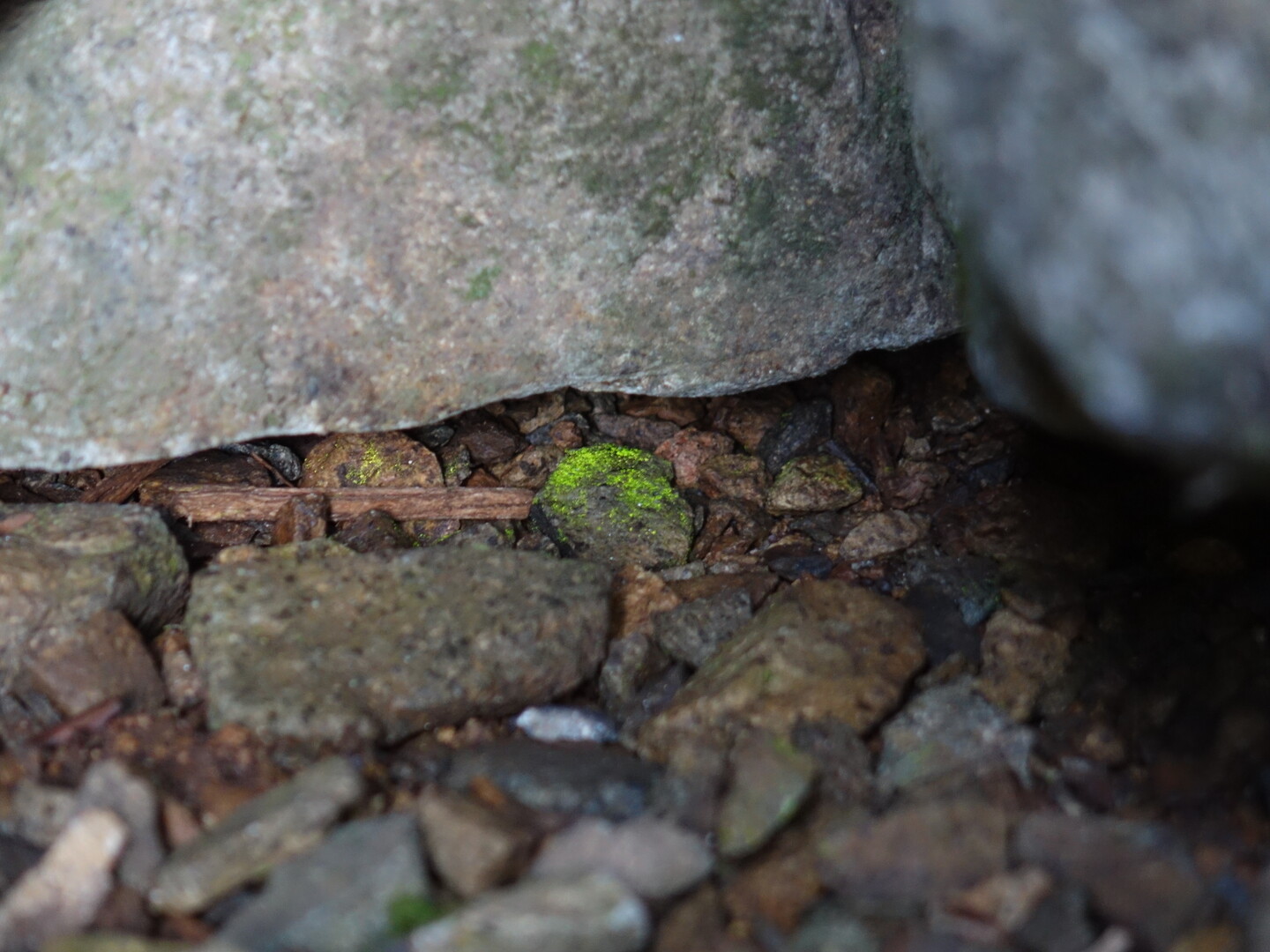 小さなヒカリゴケ 笠置山 / Homanさんの笠置山の活動データ | YAMAP / ヤマップ