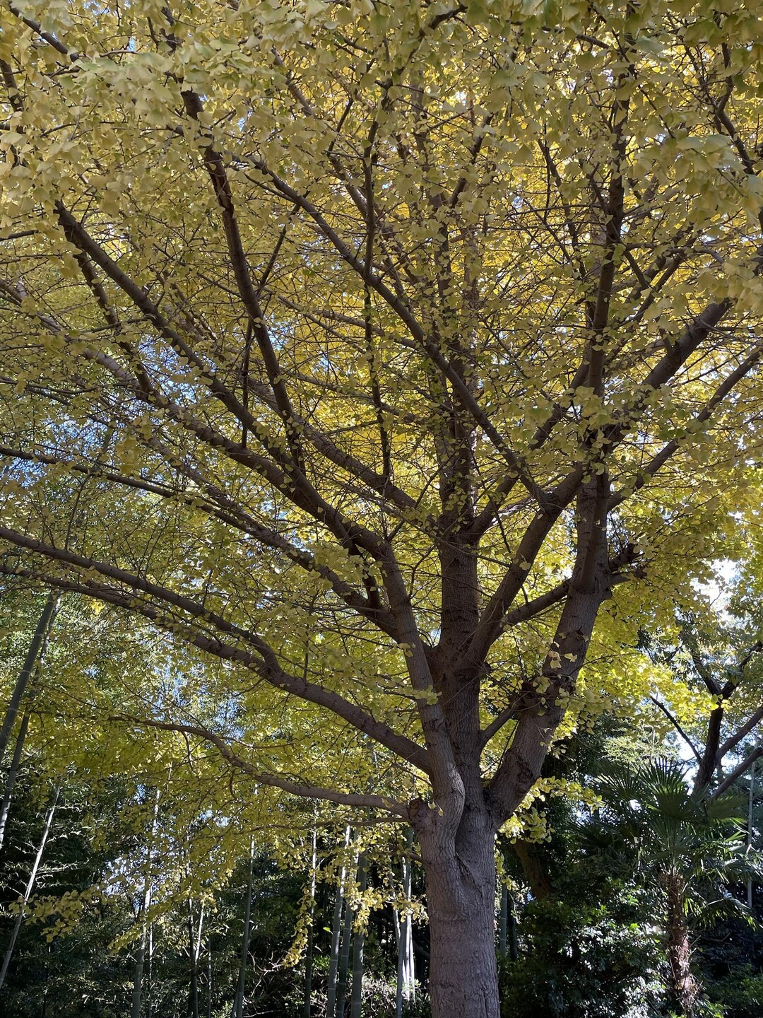 高草山(東峰)・高草山（西峰） / Nonさんのハイキングの活動データ | YAMAP / ヤマップ