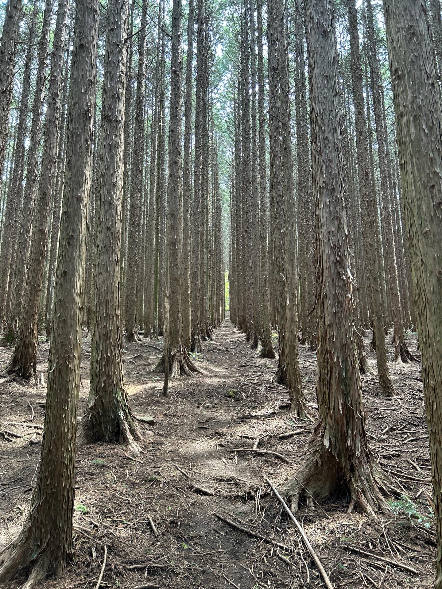 佐賀遠征① 作礼山⛰️ / kemaさんの作礼山の活動日記 | YAMAP / ヤマップ