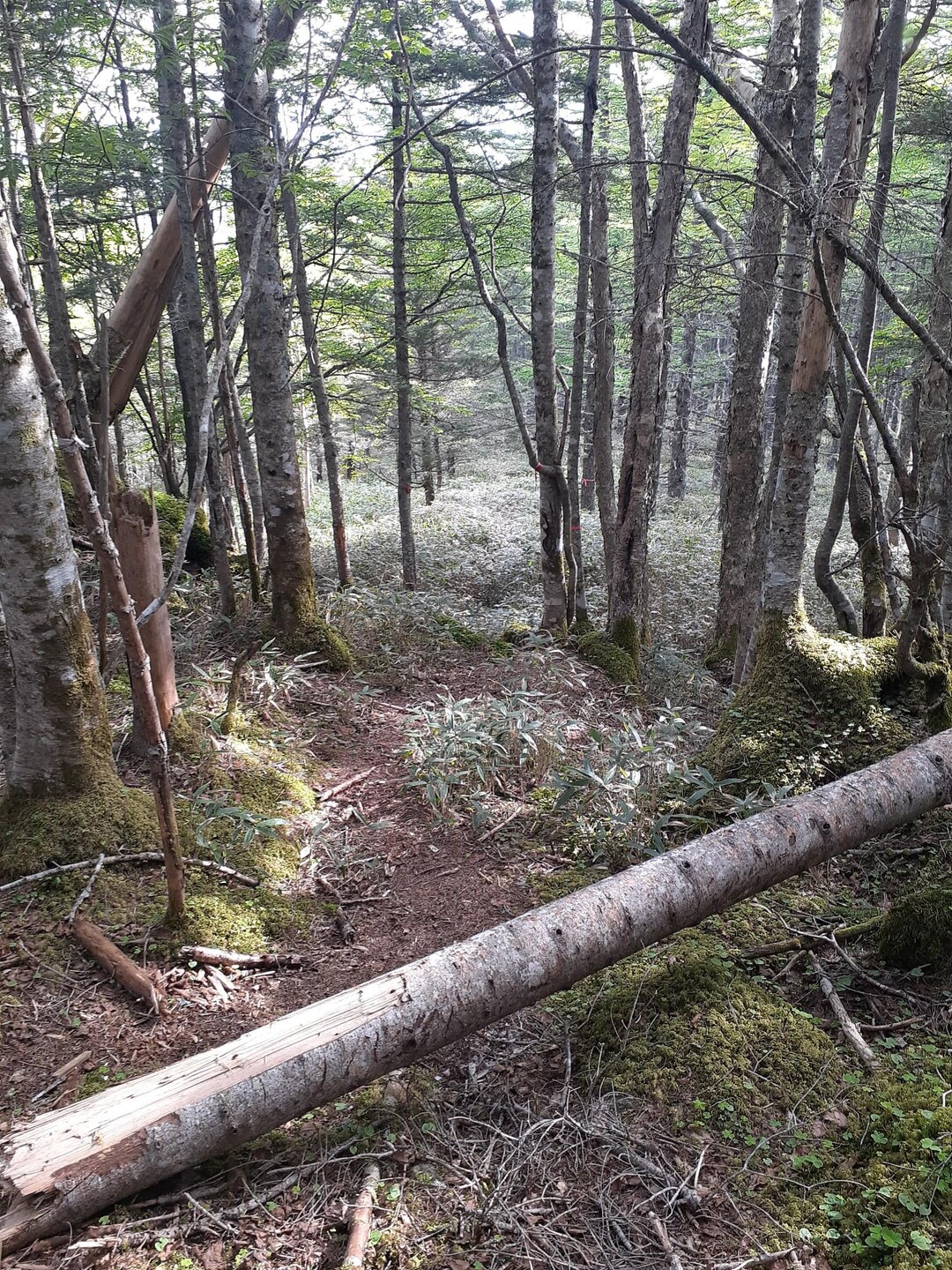 ko usさんの投稿したフィールドメモ | YAMAP / ヤマップ