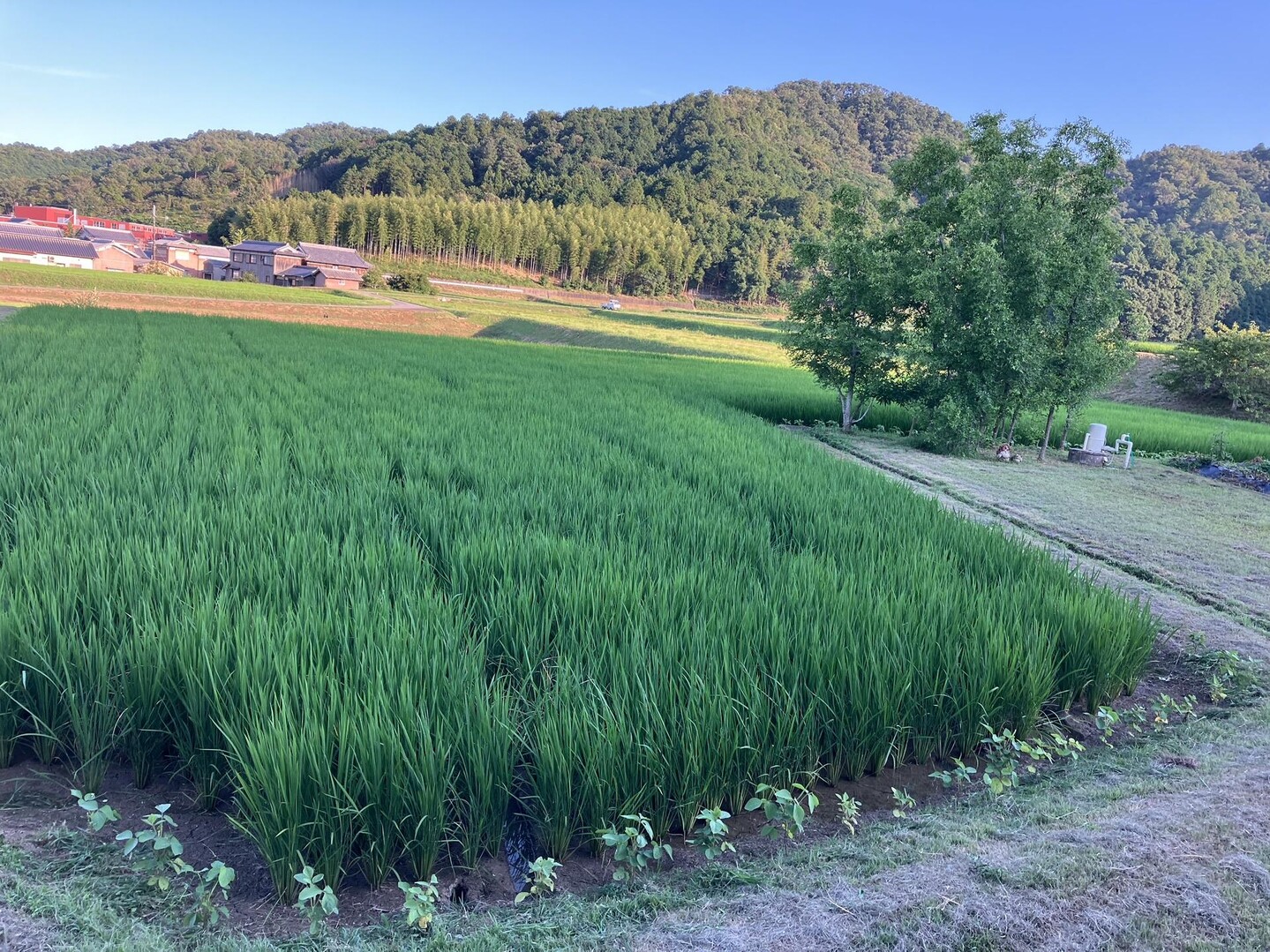 🛻粗大ゴミ🛻無料回収🛻🌱ヒエ引き🌱 / masさんのウォーキングの活動データ | YAMAP / ヤマップ