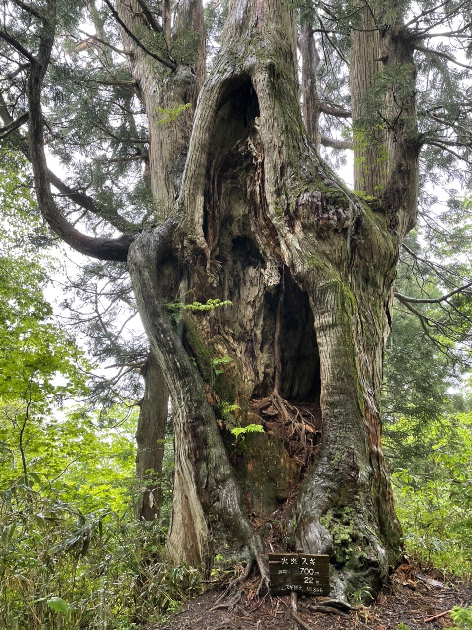 美女平 立山杉を巡る森林浴 / solisluuさんの鍬崎山・大品山・瀬戸蔵山の活動データ | YAMAP / ヤマップ