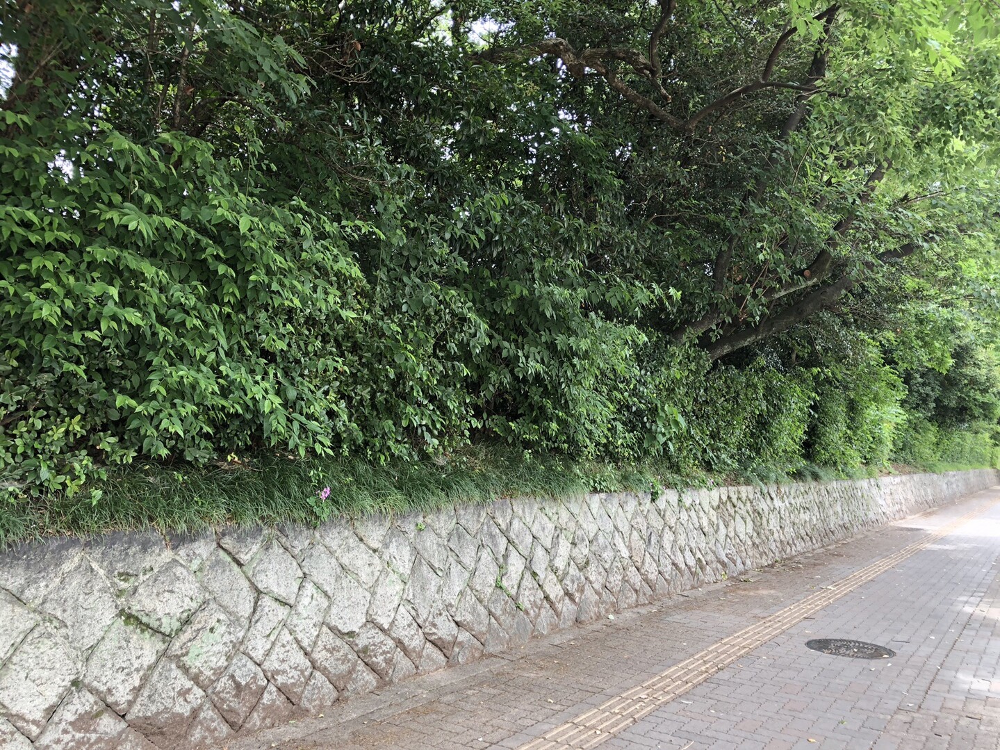 熱田三大古墳と象の鼻と夜寒の里 熱田の街歩きその1 2019618 東海道五十三次（宮宿・桑名宿）の写真61枚目 熱田神宮の東側を