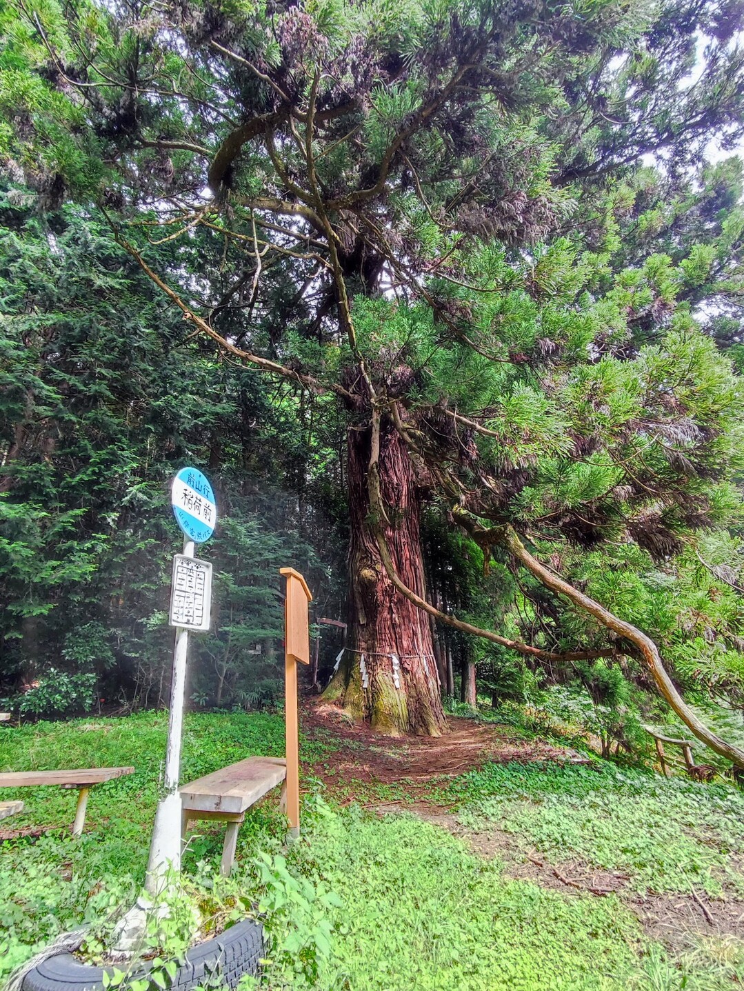 新柵山 / mappyさんの堂平山・笠山（乳房山）・大霧山の活動日記 | YAMAP / ヤマップ