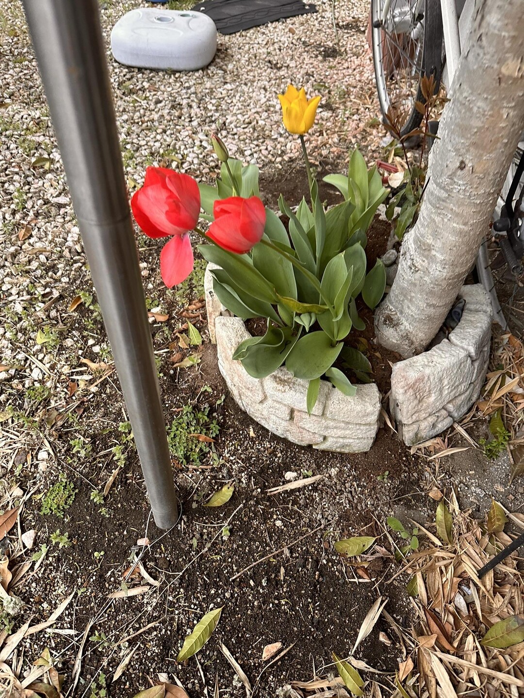 昨日の朝ベランダでメジロが倒れているのを... / uruさんのモーメント | YAMAP / ヤマップ