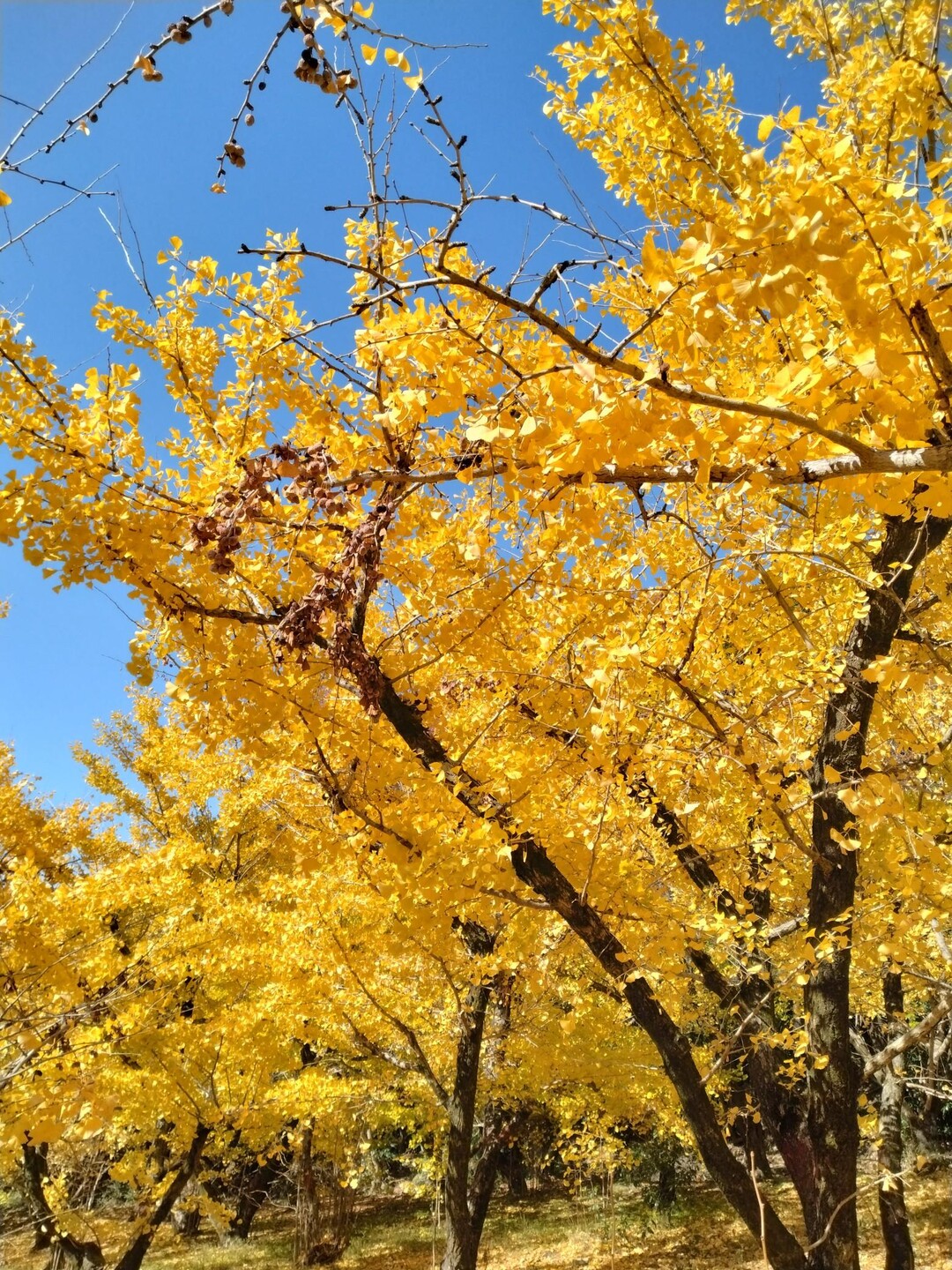 TKGからの銀杏畑♪😊 / しんのすけさんの明星山・白金山の活動データ | YAMAP / ヤマップ