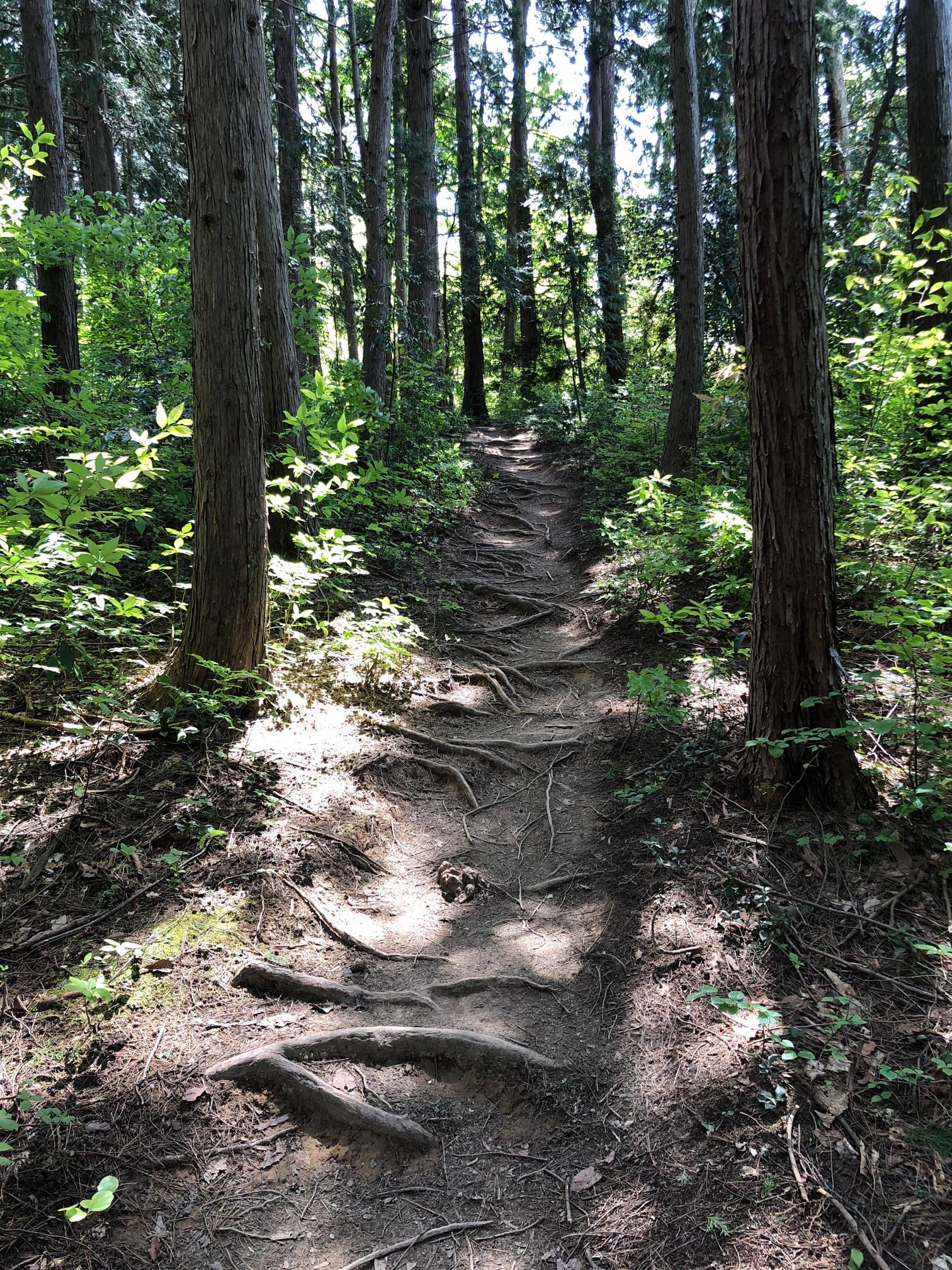 遣水観音山 / Cellさんの遣水観音山・遊泉寺砂山・高野山の活動データ | YAMAP / ヤマップ