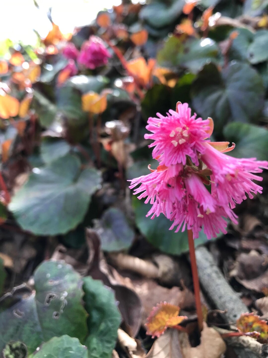 北尾根p826峰花🌸巡り‼️ / hukusiさんの養老山・笙ヶ岳・三方山の活動データ | YAMAP / ヤマップ