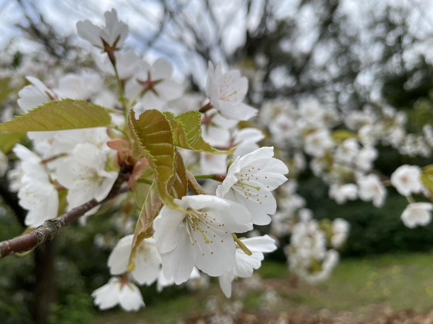 鳥屋野潟ウォーキング-2023-04-16 / Kuさんのウォーキングの活動データ | YAMAP / ヤマップ