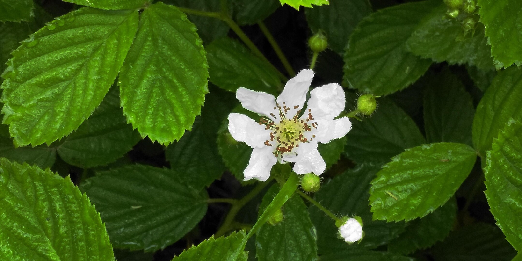 朝ランニングしていると斜面に白い花の群生... / shunさんのモーメント | YAMAP / ヤマップ