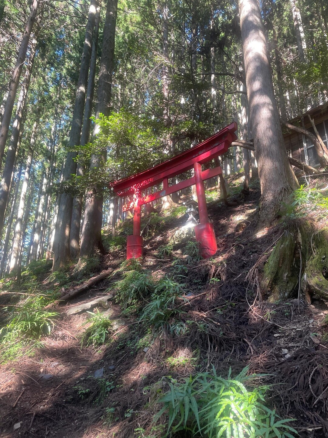 水根→六ツ石山→鷹ノ巣山→峰谷 / Shoji-nさんの雲取山・鷹ノ巣山・七ツ石山の活動データ | YAMAP / ヤマップ