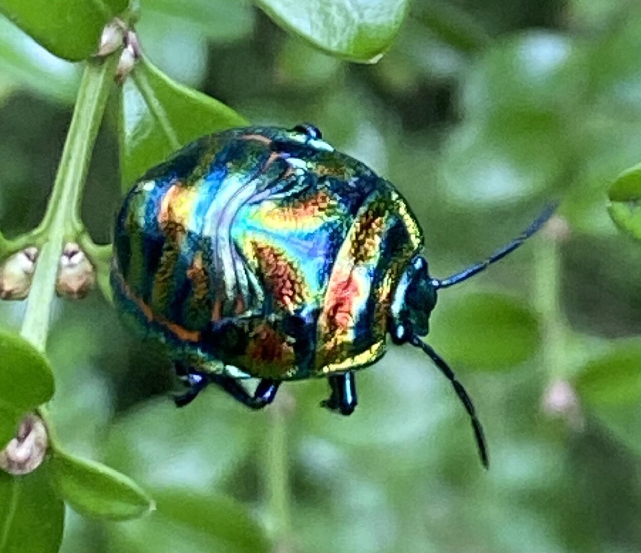 古処山 / streamさんの古処山・屏山・馬見山・江川岳の活動データ | YAMAP / ヤマップ