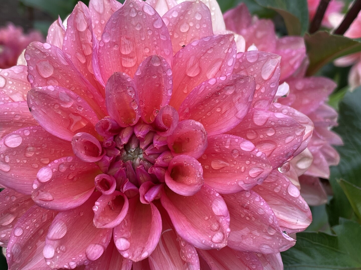 お花便りR4 vol.32 お散歩先で... / kaizaさんのモーメント | YAMAP / ヤマップ