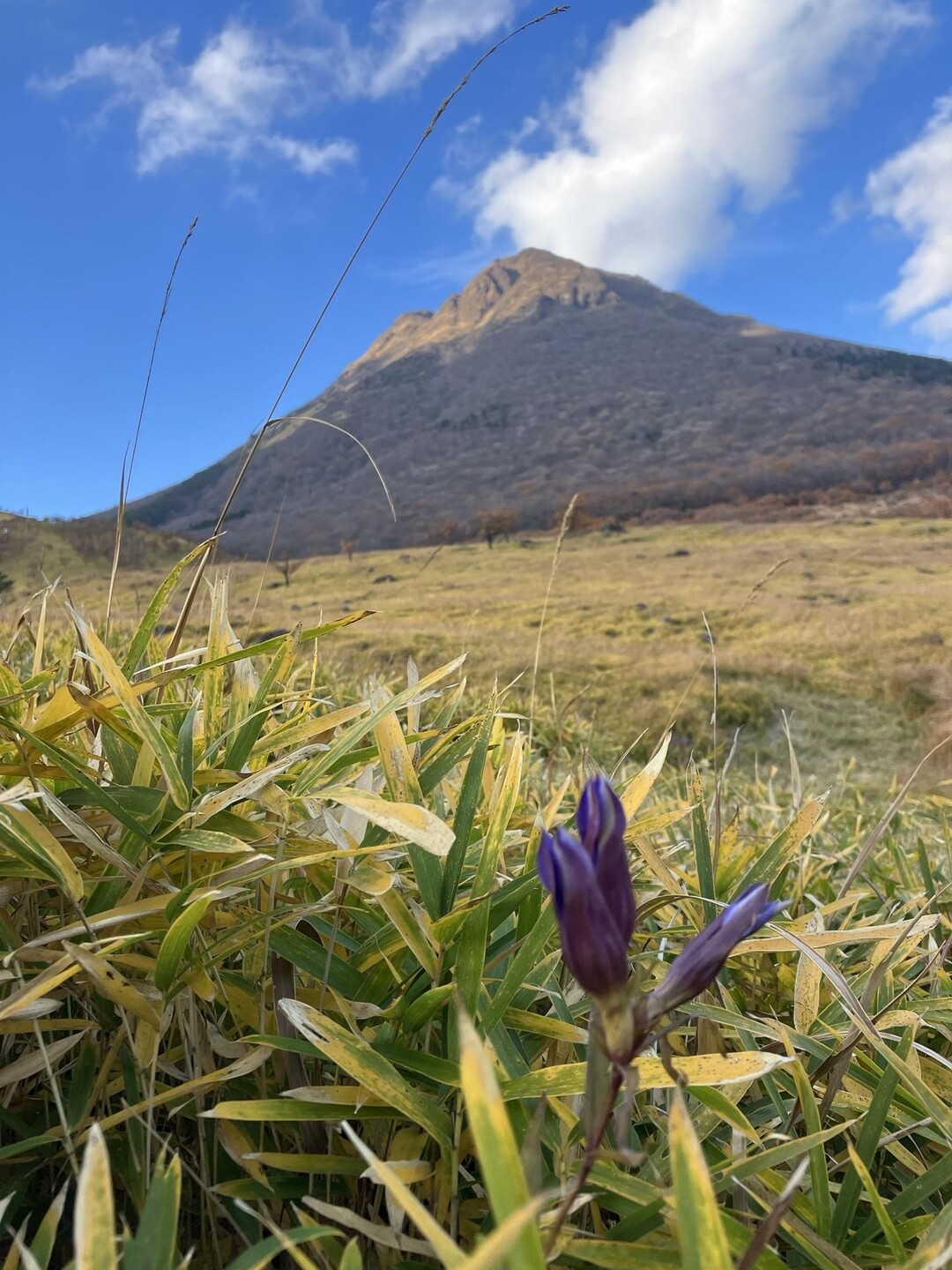 愛されている由布岳 231123 / 山わくわくさんのウォーキングの活動データ | YAMAP / ヤマップ