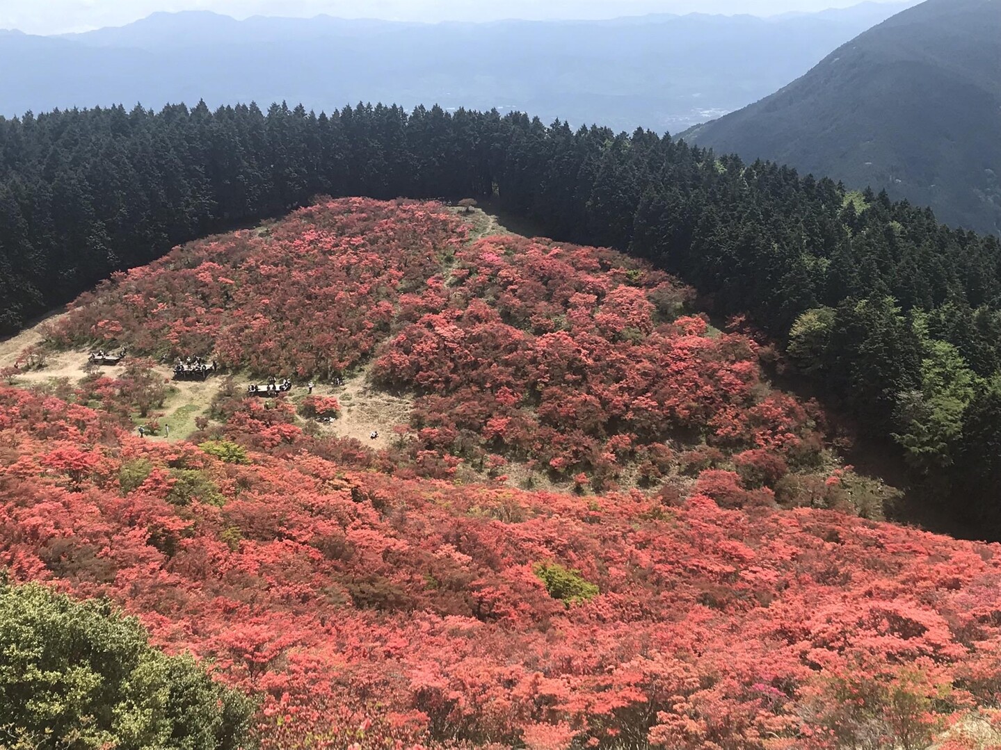 今年も花咲く葛城山へ⛰ / MOさんの金剛山・二上山・大和葛城山の活動データ | YAMAP / ヤマップ