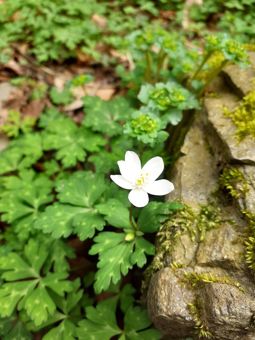 爆風＋ガスガスの井原山⛰️ / CASIOPEAさんの雷山・井原山の活動データ | YAMAP / ヤマップ