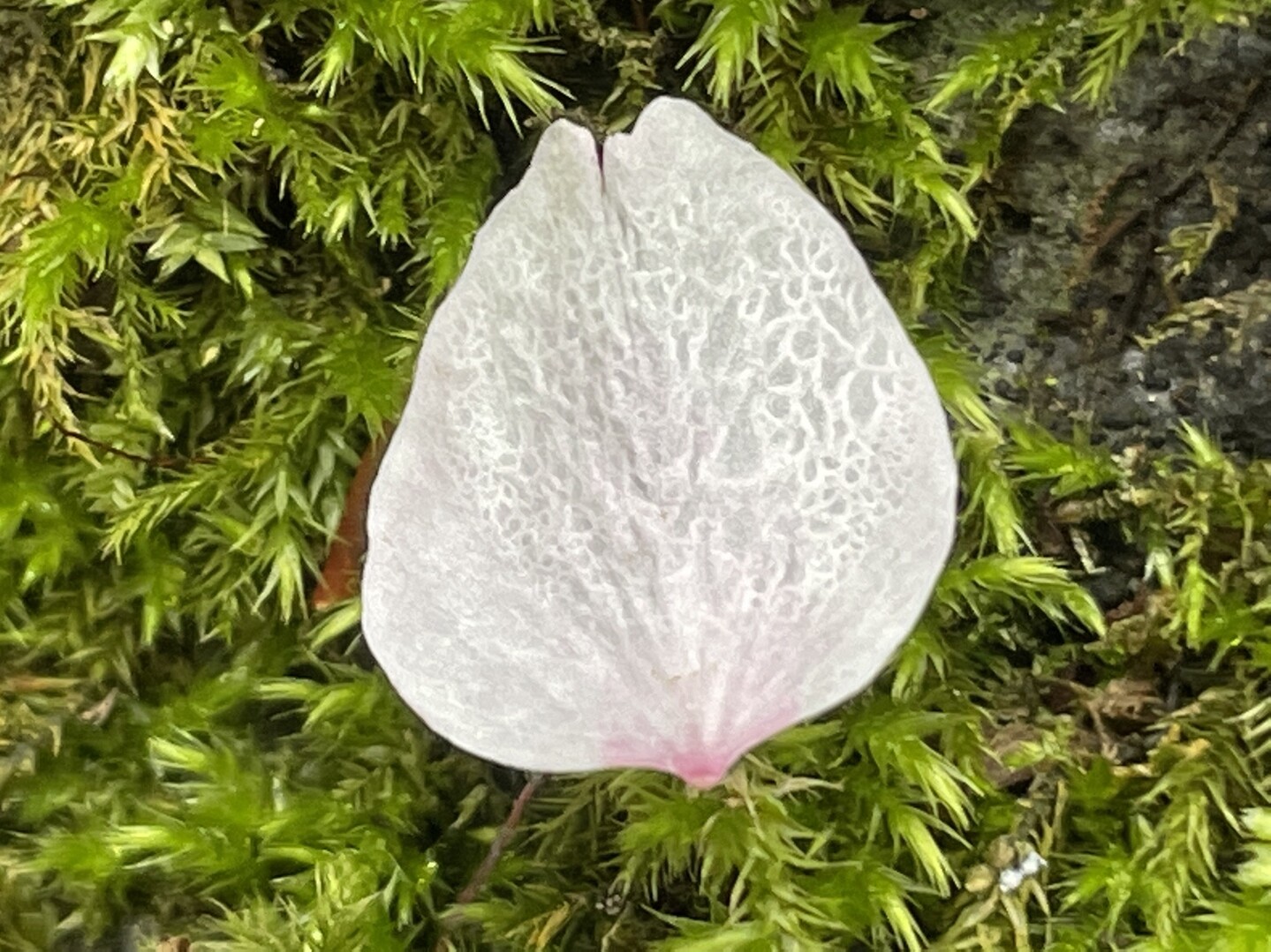 高尾山・城山(小仏城山)・神変山 / Naoさんの高尾山・陣馬山・景信山の活動データ | YAMAP / ヤマップ