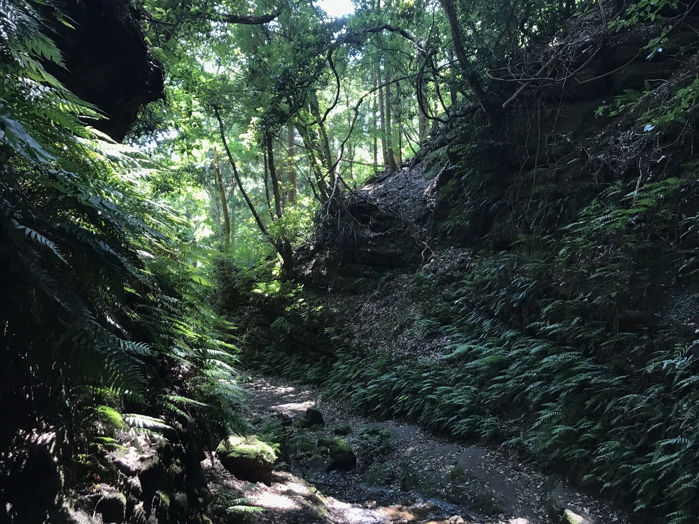 鎌倉殿の裏山ハイク／勝上山・鷲峰山・大平山・天園 / じょんどぉりーさんの鎌倉アルプス（大平山・天台山）の活動データ | YAMAP / ヤマップ