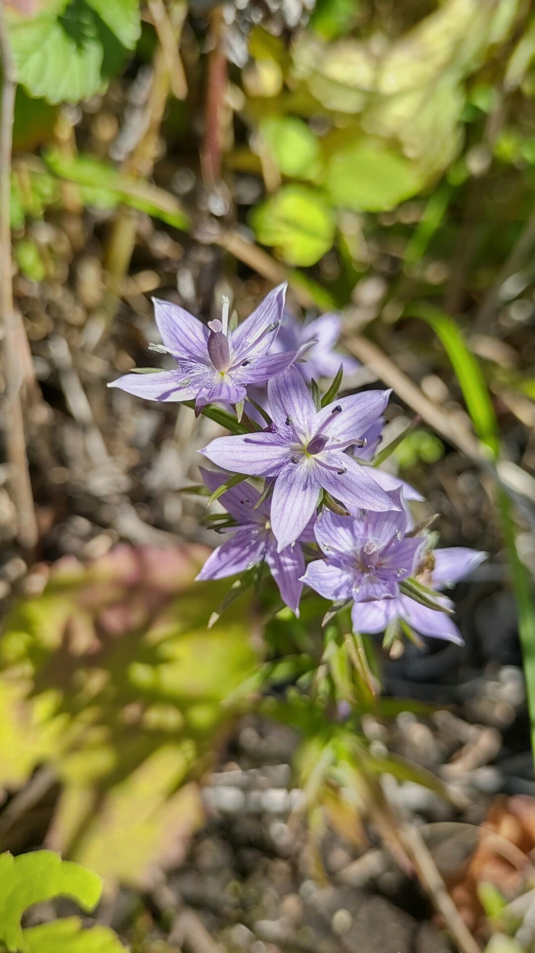 ムラサキセンブリ めちゃいい天気☀ / kumomaさんのモーメント | YAMAP / ヤマップ