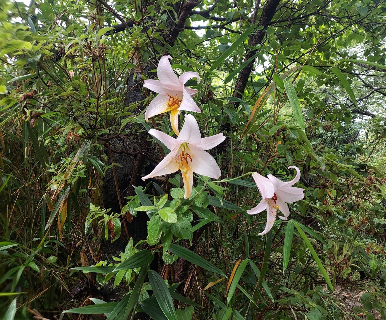 二上山ハイキング🌱💠 / ree-koさんの金剛山・二上山・大和葛城山の活動データ | YAMAP / ヤマップ