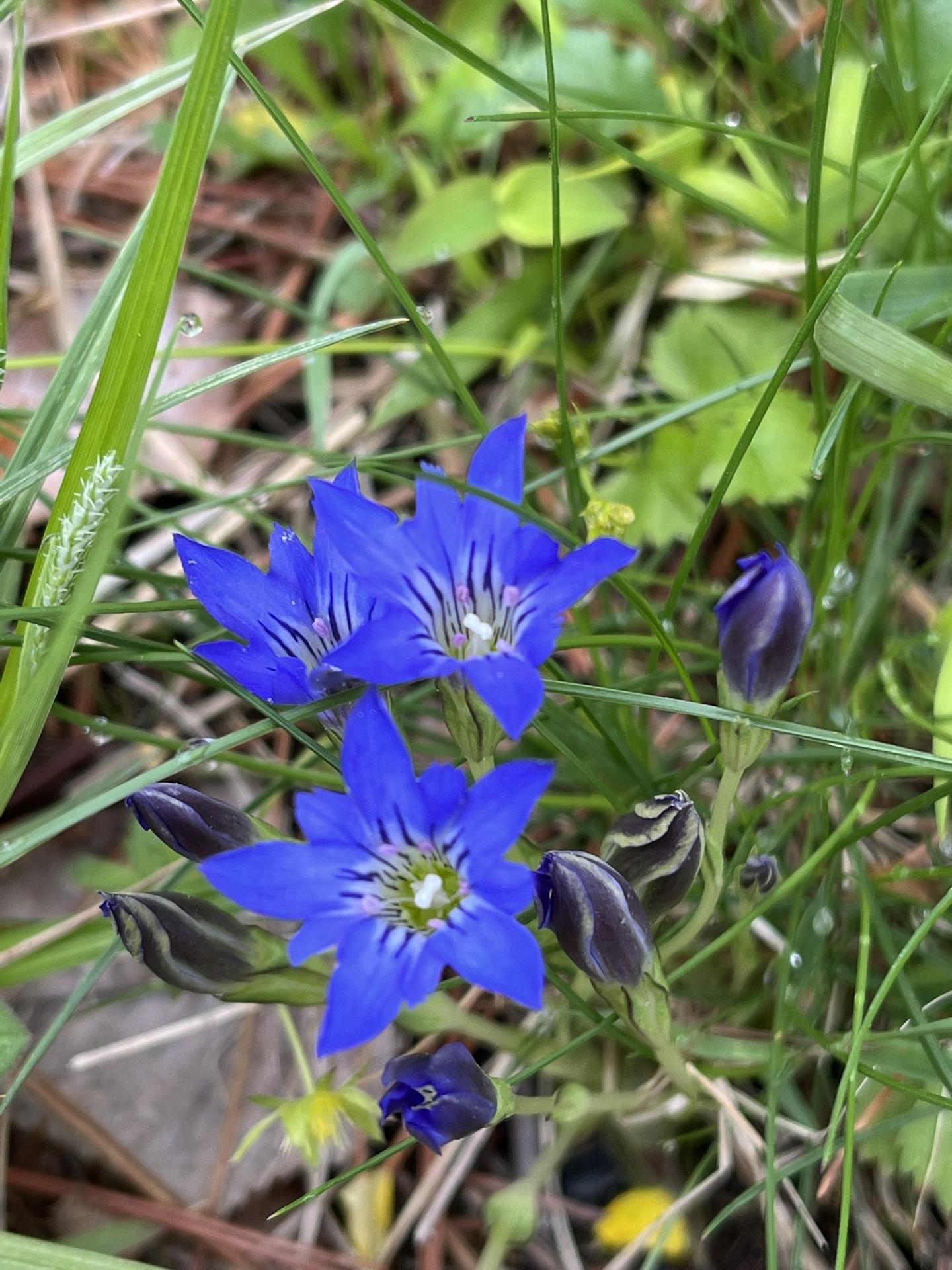 大入道・剣ヶ峰 / hanさんの高原山・釈迦ヶ岳・鶏頂山の活動データ | YAMAP / ヤマップ
