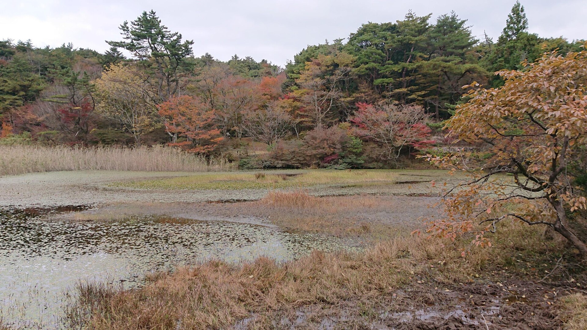 作礼山・作礼山東峰（権現山）・897ピーク / okarina77さんの作礼山の活動データ | YAMAP / ヤマップ