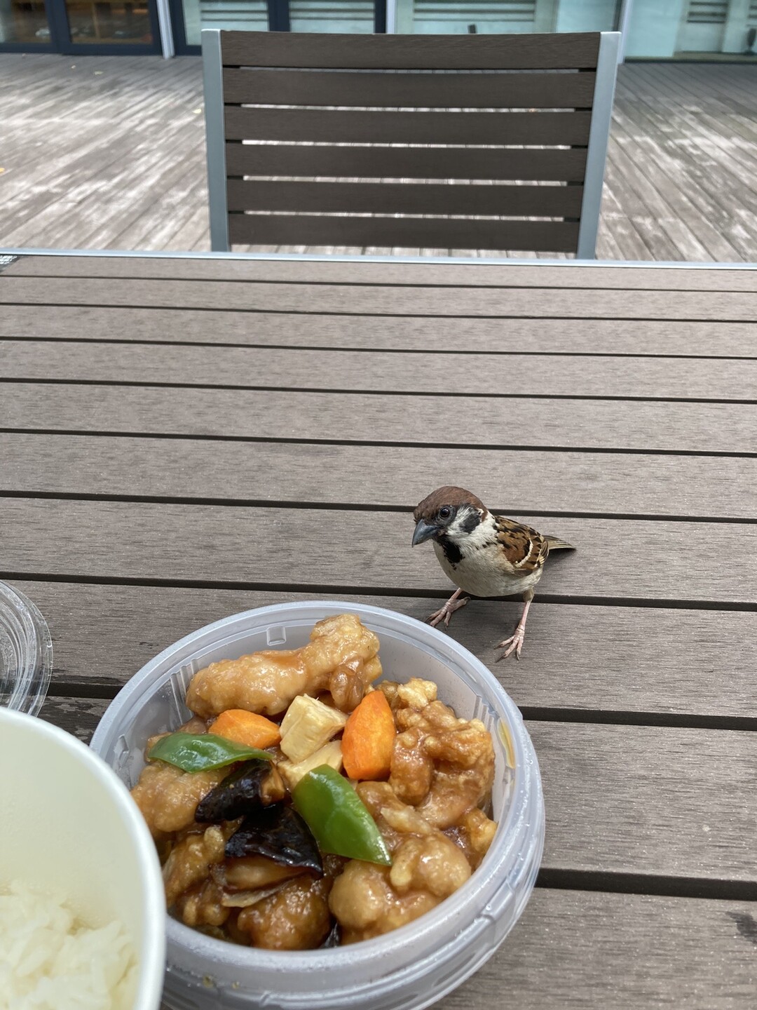 ランチ仲間？ / ぜんぜんさんのモーメント | YAMAP / ヤマップ