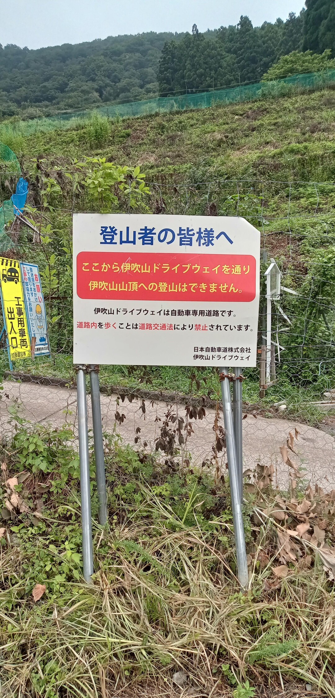 ヒナノキンチャクは、流出したのか？まだなのか？伊吹山・伊吹高原・御座峰 2023 08 06 Hide884さんの伊吹山・伊吹高原・御座峰