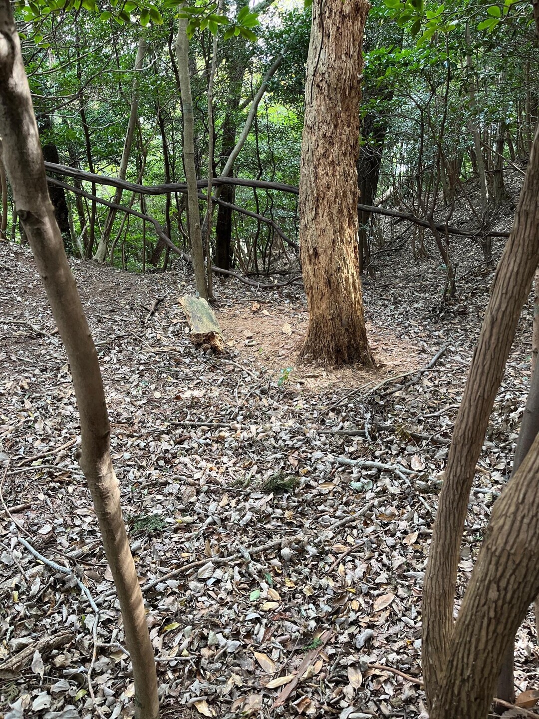 karin.fさんの投稿したフィールドメモ | YAMAP / ヤマップ