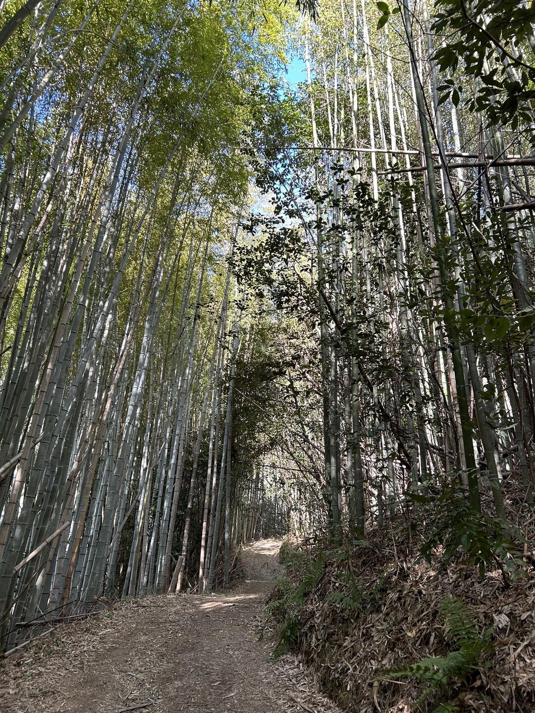 12kmのジョグの後、ボンボン山からタンク山へ。里山ルート探索！ロスト、ロスト、ロスト / Skyhiker Harryさんの六甲山・長峰山・摩耶山の活動データ | YAMAP / ヤマップ
