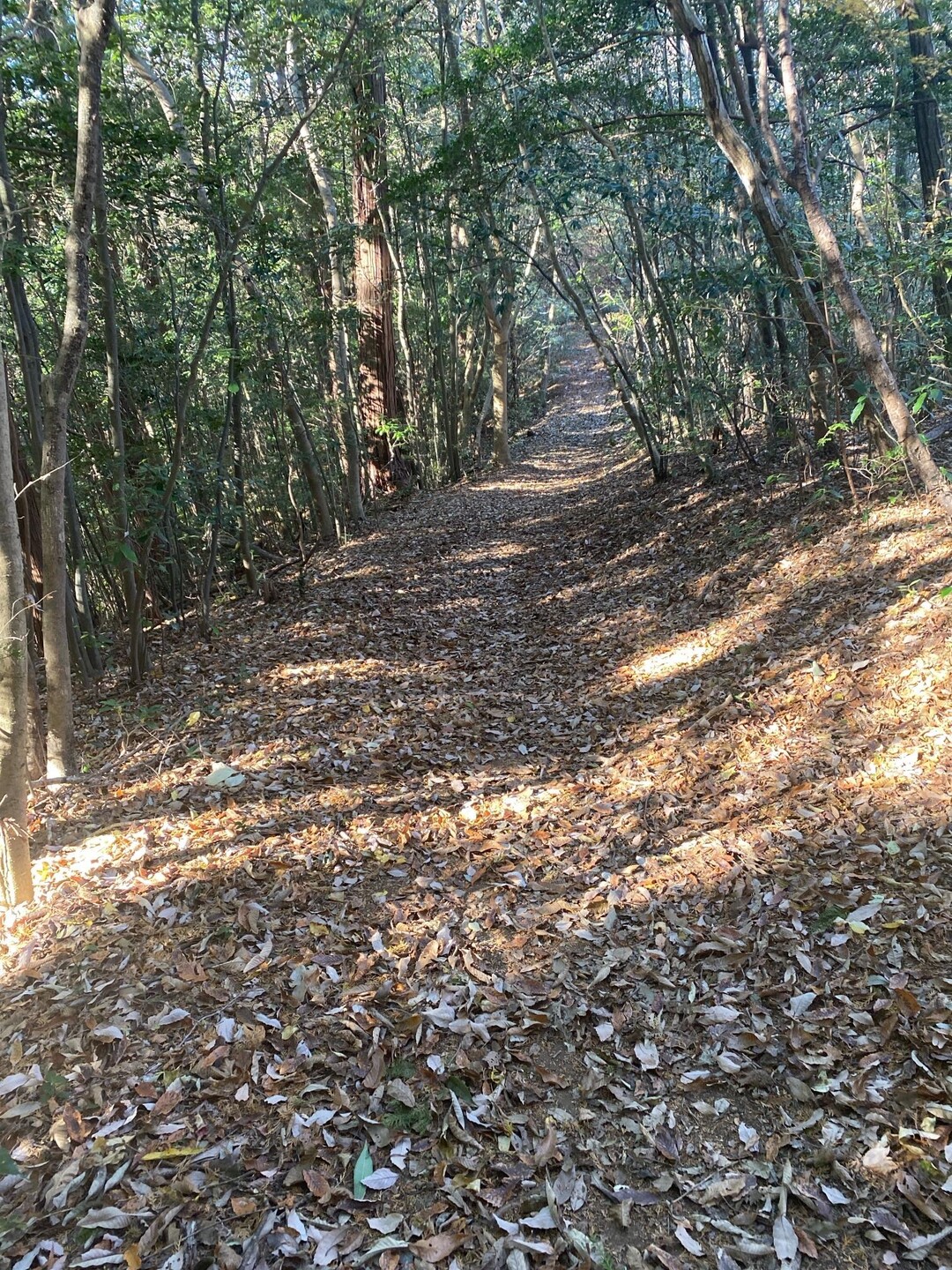 御前山 / mikoさんの御前山の活動データ | YAMAP / ヤマップ