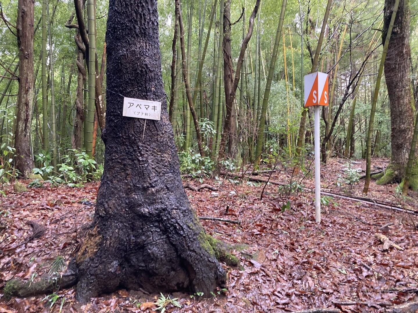 文殊山初め / puyoさんの文殊山の活動データ | YAMAP / ヤマップ