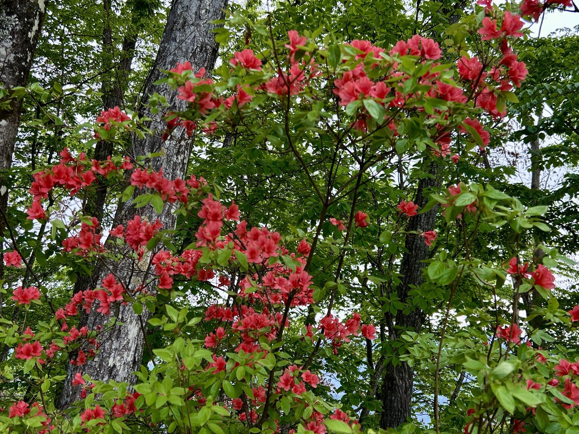 仲の平BS→内台山→浅間嶺（小岩浅間）→払沢の滝BS / ともさんの浅間嶺・松生山の活動データ | YAMAP / ヤマップ