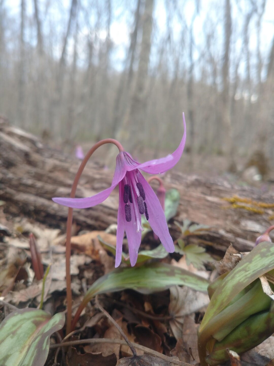 鞍掛山 / RIKUさんの岩手山・黒倉山・鞍掛山の活動データ | YAMAP / ヤマップ