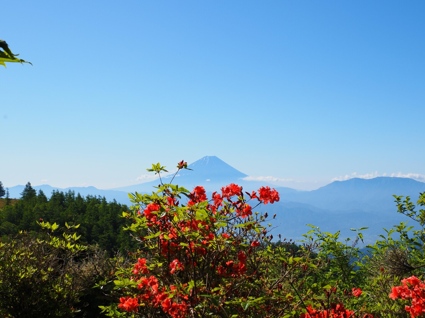 甘利山・千頭星山 山つつじ＋富士山 / t-phanさんのハイキングの活動データ | YAMAP / ヤマップ