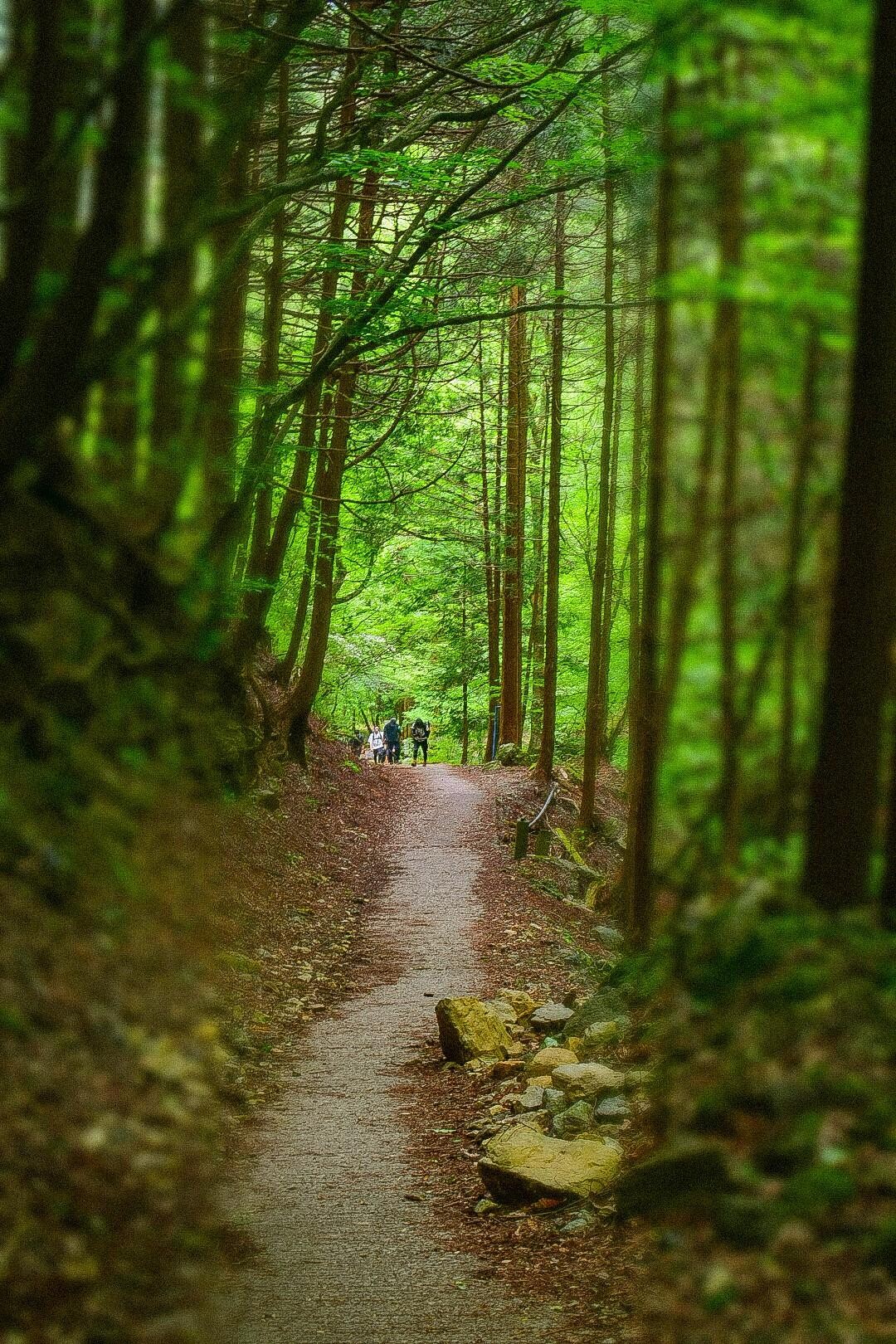 新緑の世界 / GIさんのモーメント | YAMAP / ヤマップ