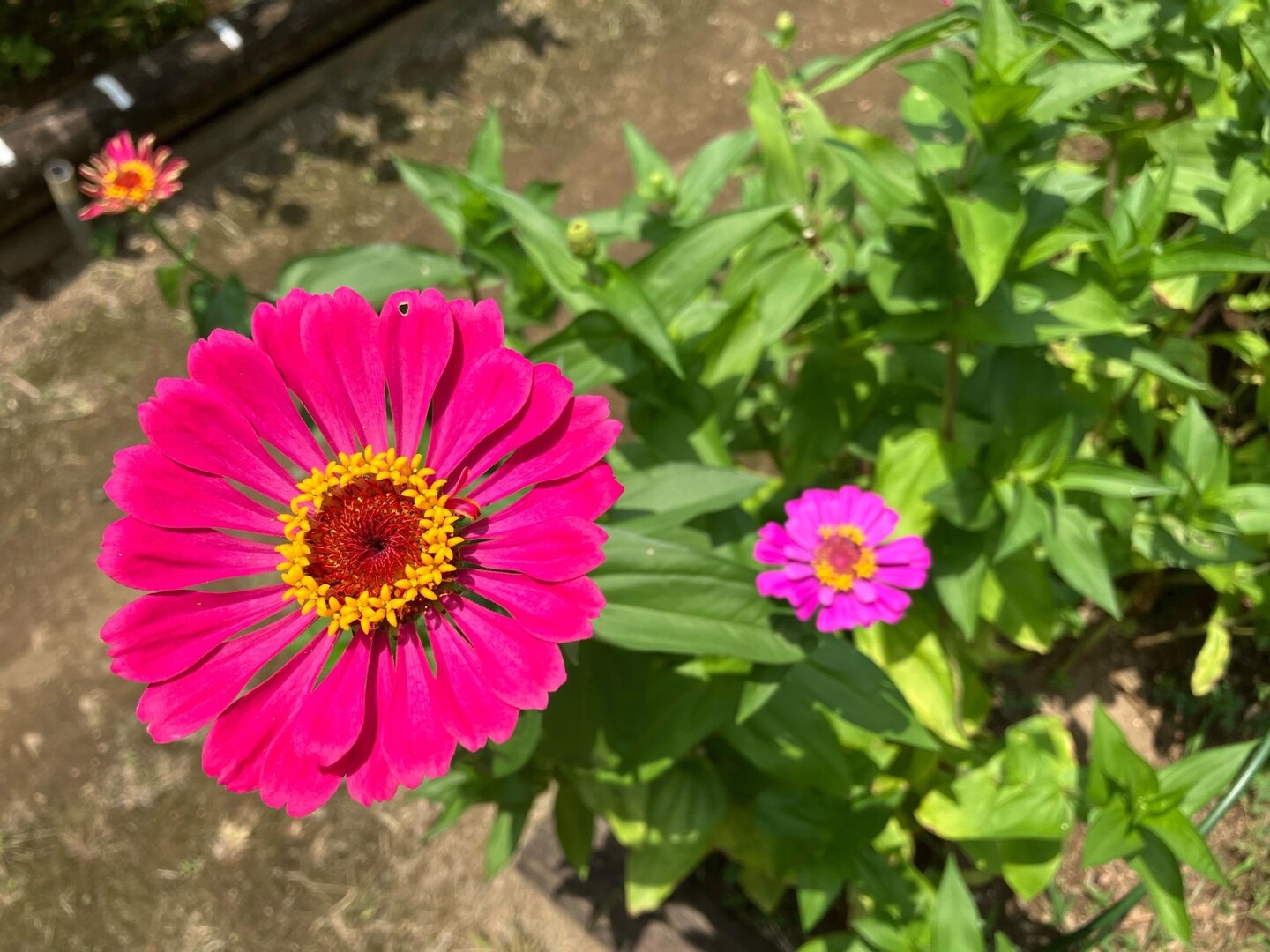 吾妻山 / REI - KOさんの鳴神山・吾妻山の活動データ | YAMAP / ヤマップ