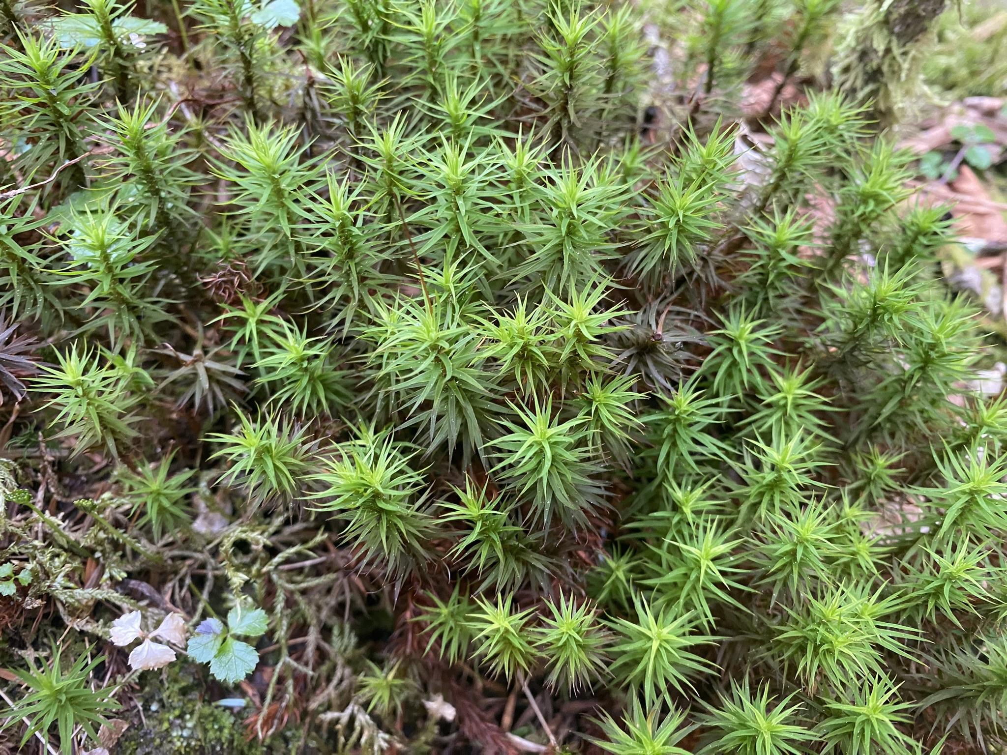 蓼科山 / YMさんの蓼科山・横岳・縞枯山の活動データ | YAMAP / ヤマップ